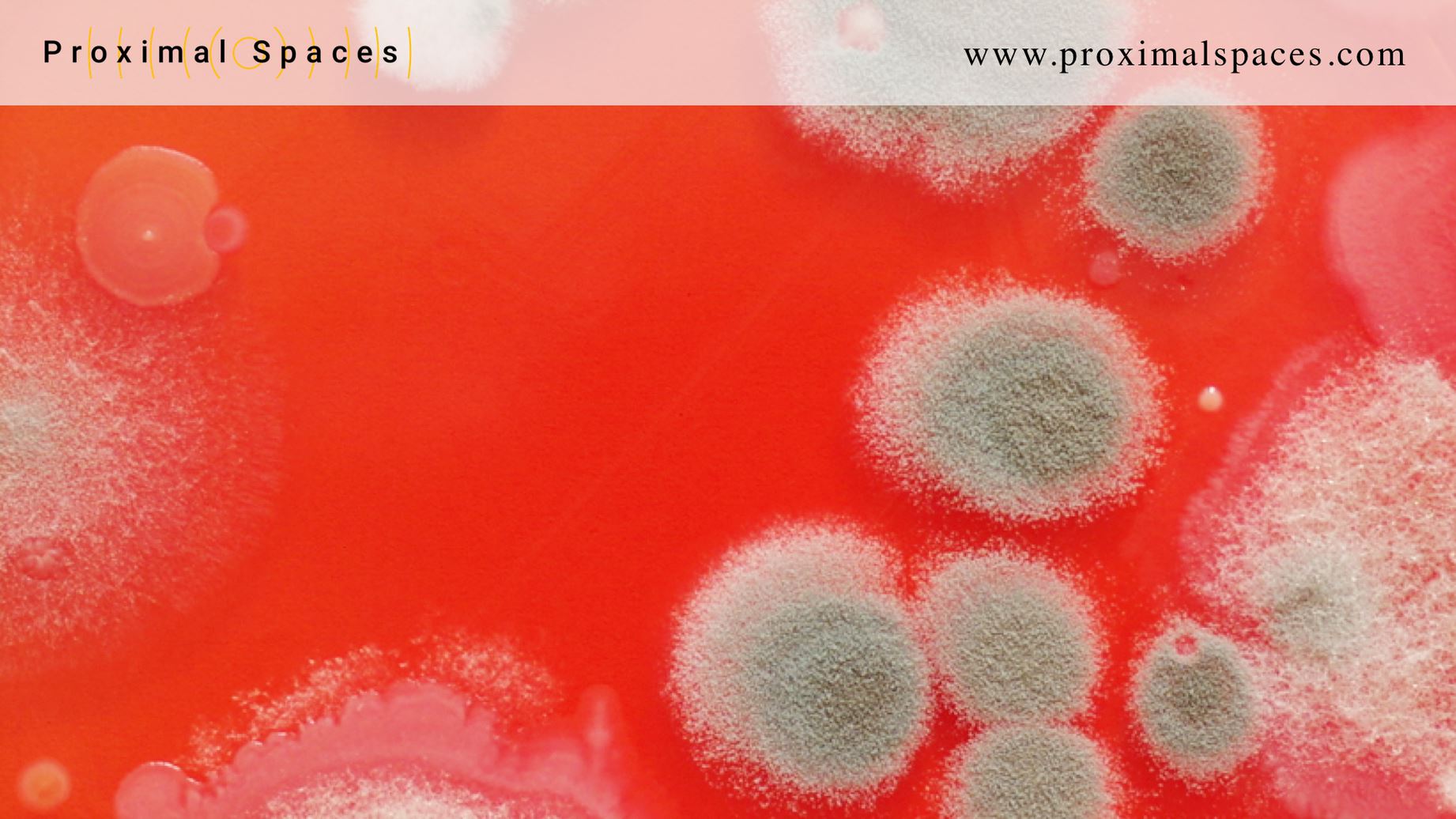 Proximal Spaces May 3, 3:00 pm (EDT) – Artsci Salon